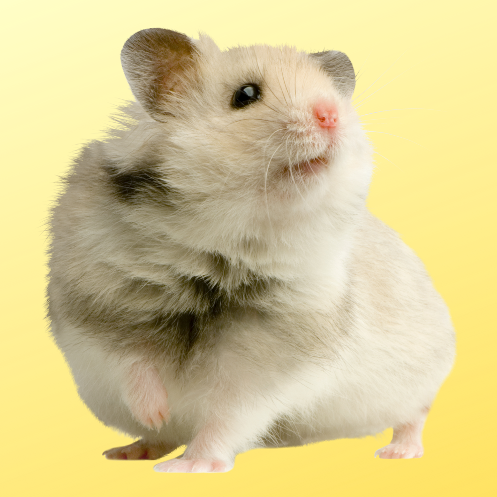 Hamster – lavishpetcentre